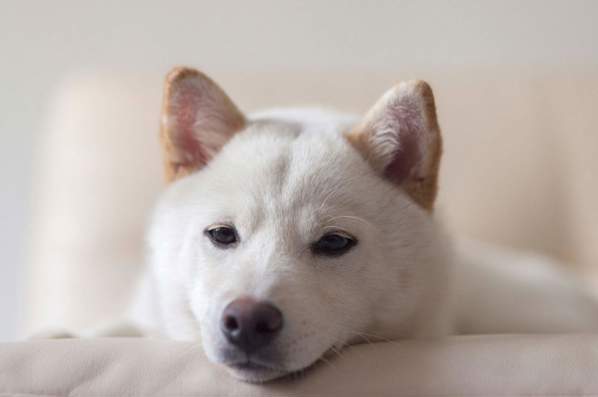 Perro japonés: 10 razas que debes conocer