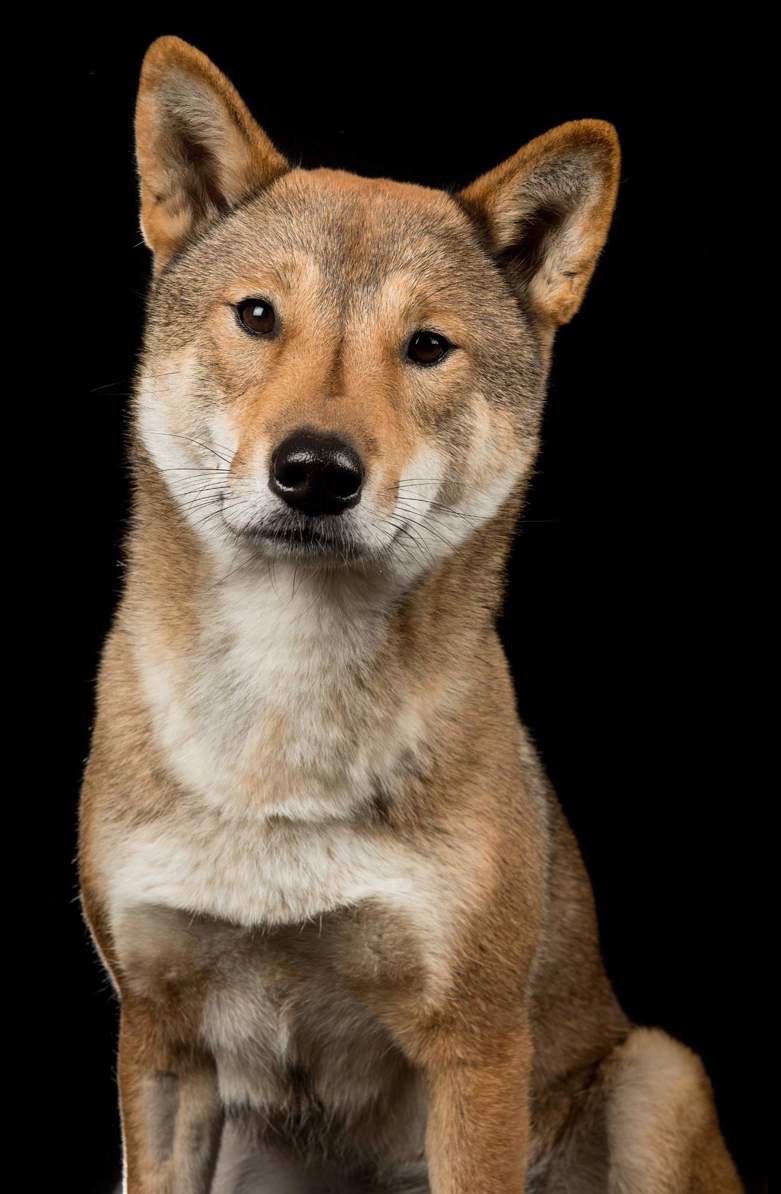 Perro japonés: 10 razas que debes conocer