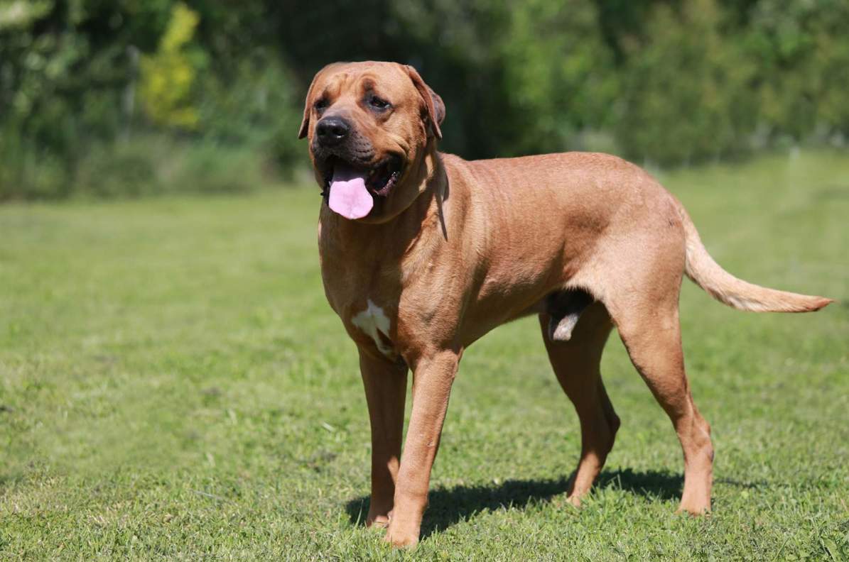 Perro japonés: 10 razas que debes conocer