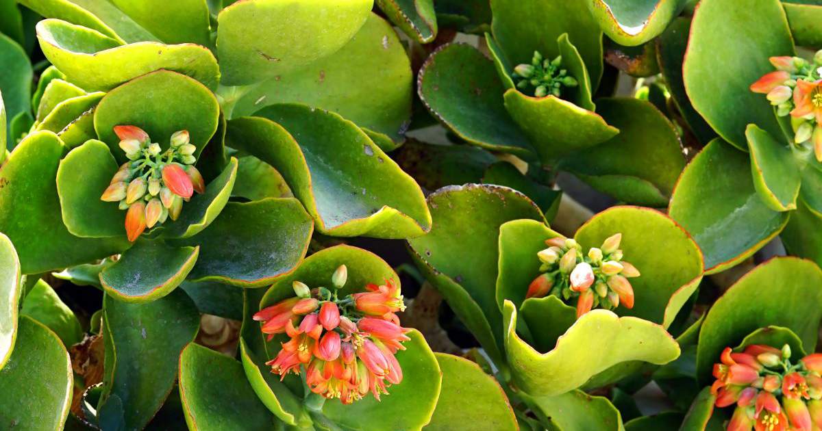 Kalanchoe thyrsiflora: cuidados y todos los consejos para mantenerlo en buen estado
