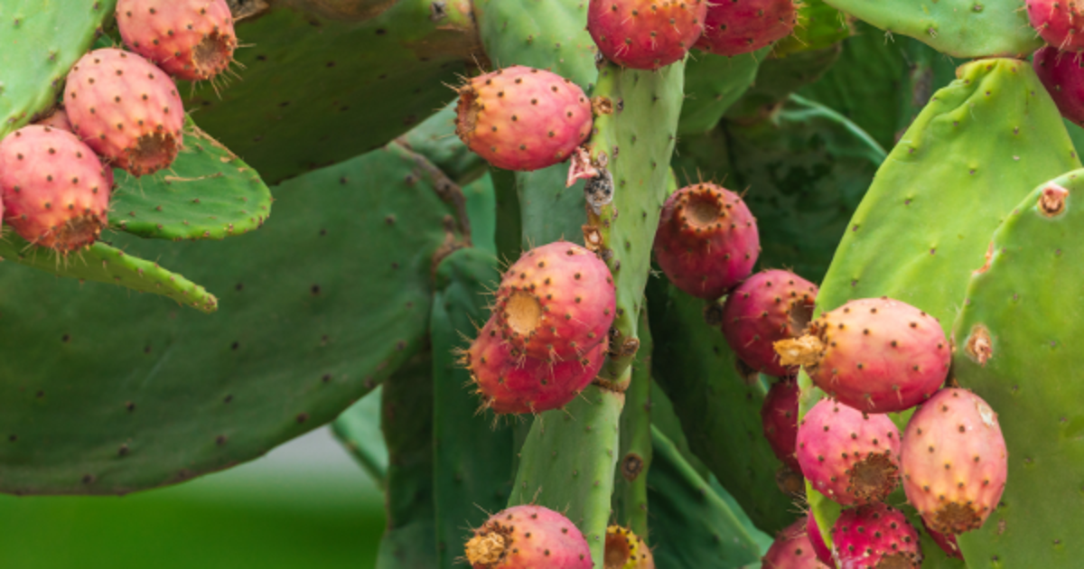 Chumbera: todos los cuidados y curiosidades sobre este cactus tan ...