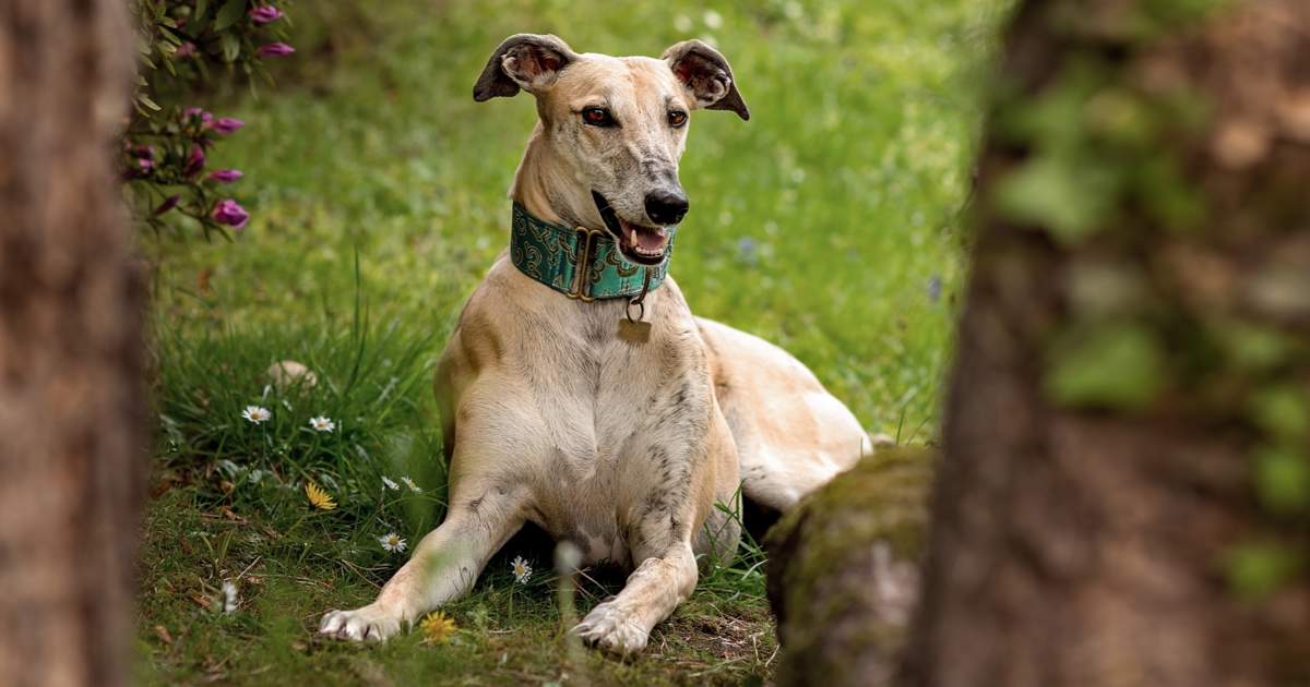 Razas de perros españoles: con fotos y características