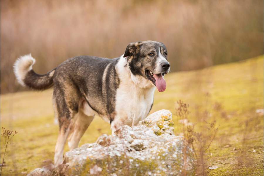 Razas de perros españoles: con fotos y características