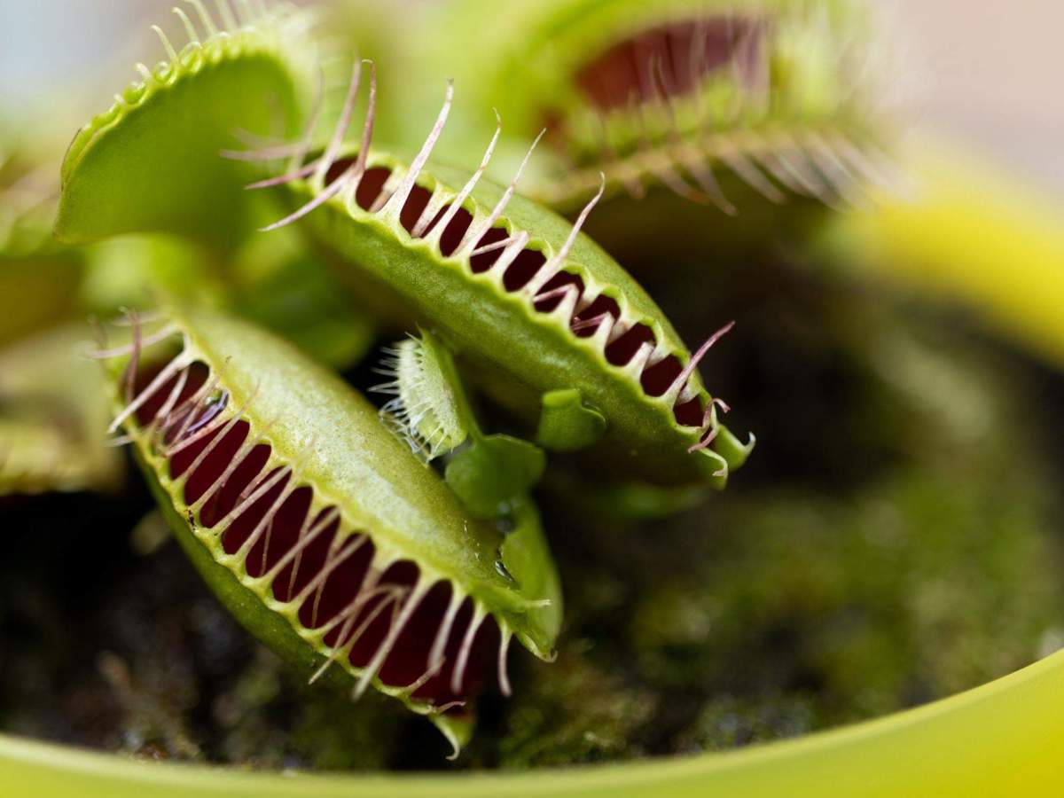 6 plantas que dan mucho MIEDO perfectas para decorar tu casa este Halloween