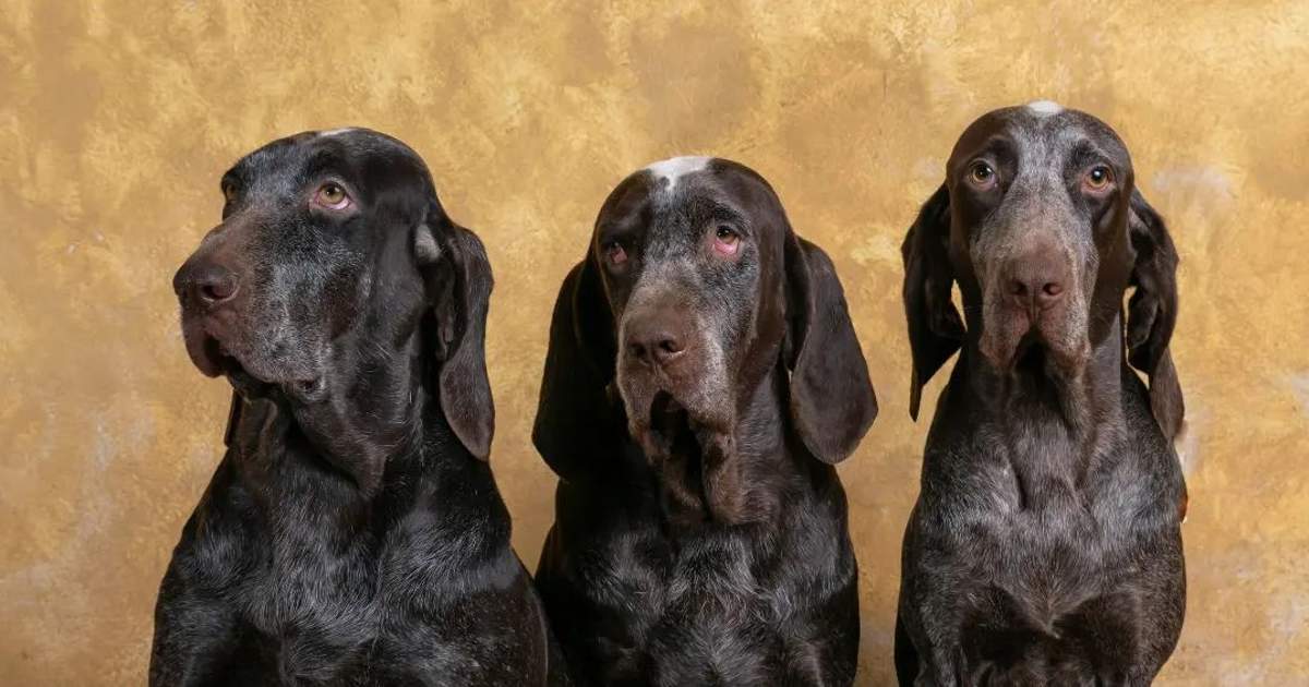 El Pointer De Burgos Muerde Fuerte