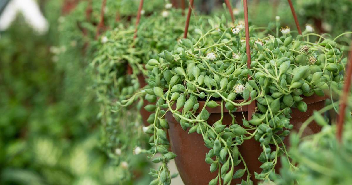 Senecio: cuidados y todos los consejos para mantenerlo en buen estado