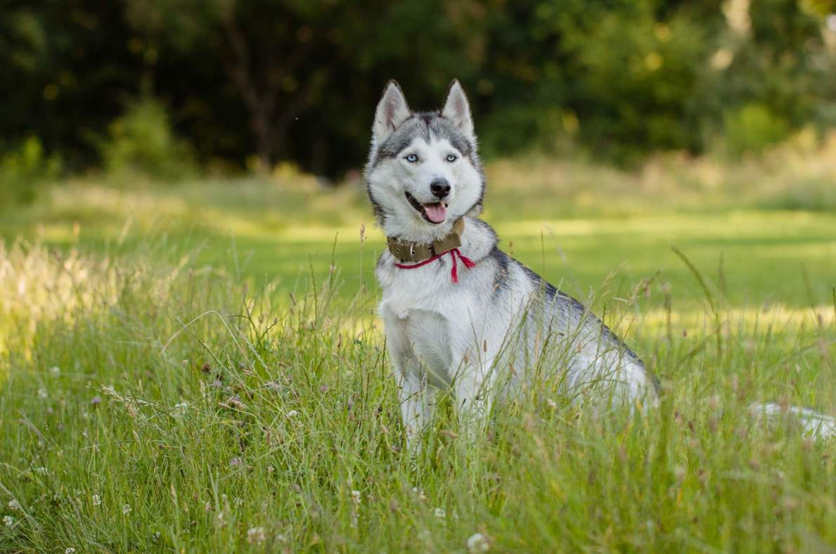 Perros grises con ojos azules: 12 razas que debes conocer bien