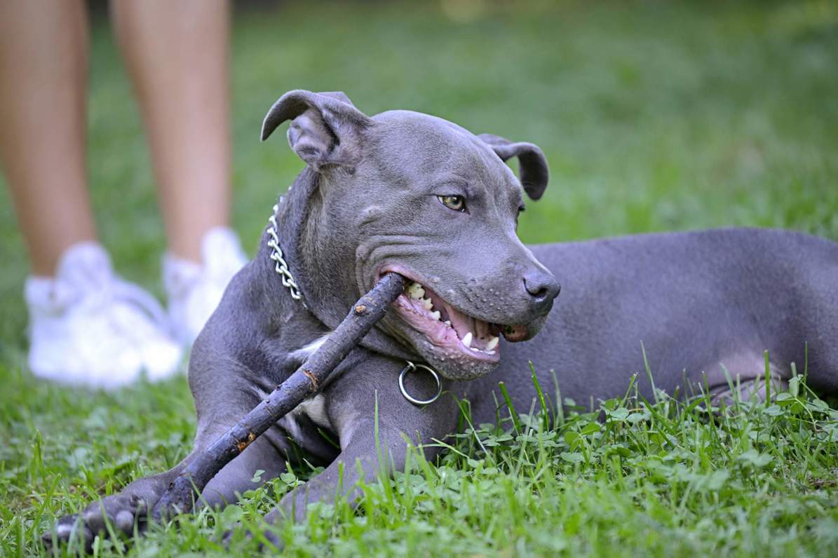 Perros grises con ojos azules: 12 razas que debes conocer bien