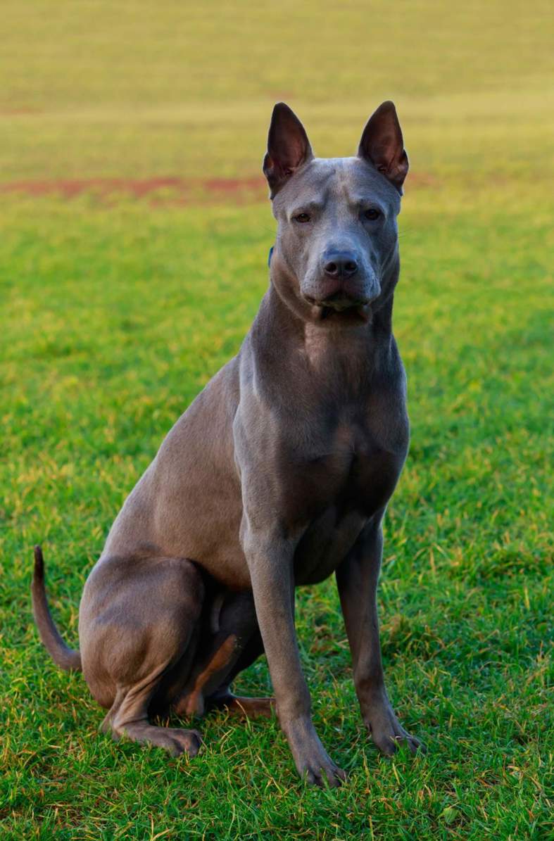 Perros grises con ojos azules: 12 razas que debes conocer bien