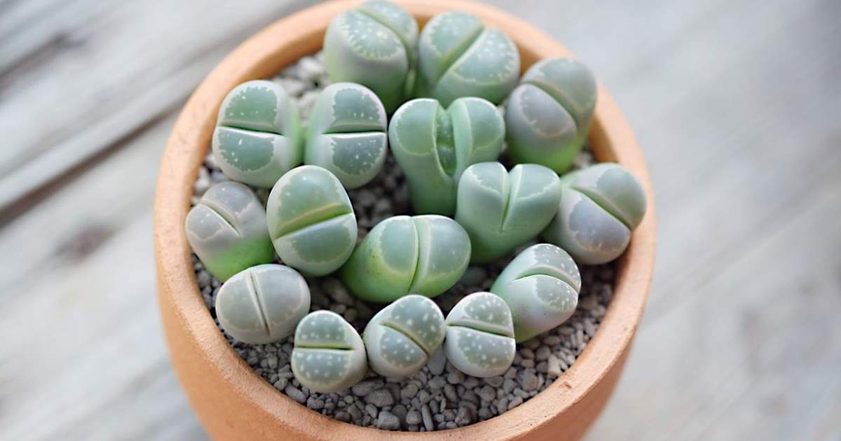 Lithops: cuidados, características y todos los consejos para mantener ...