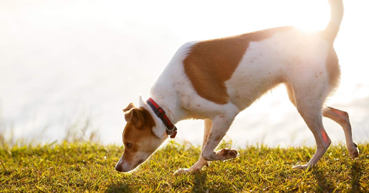 Cómo interpretar la postura corporal de tu perro