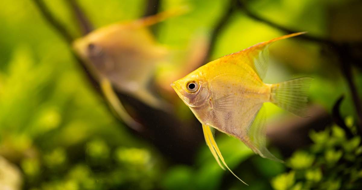 Pez ángel: todo lo que debes saber sobre este pez de agua dulce doméstico