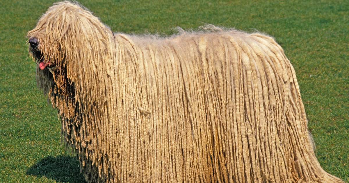 Komondor: características, carácter y cuidados