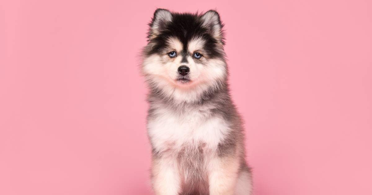 Nuabheirthe Pomsky