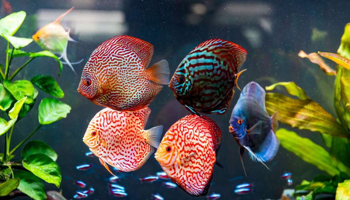 Peces de agua dulce para acuario o pecera