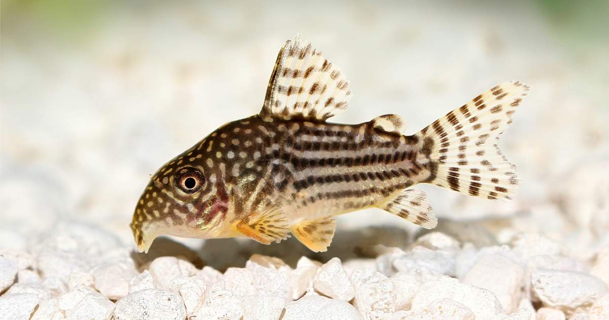 Corydoras: todo lo que debes saber sobre este popular pez de acuario