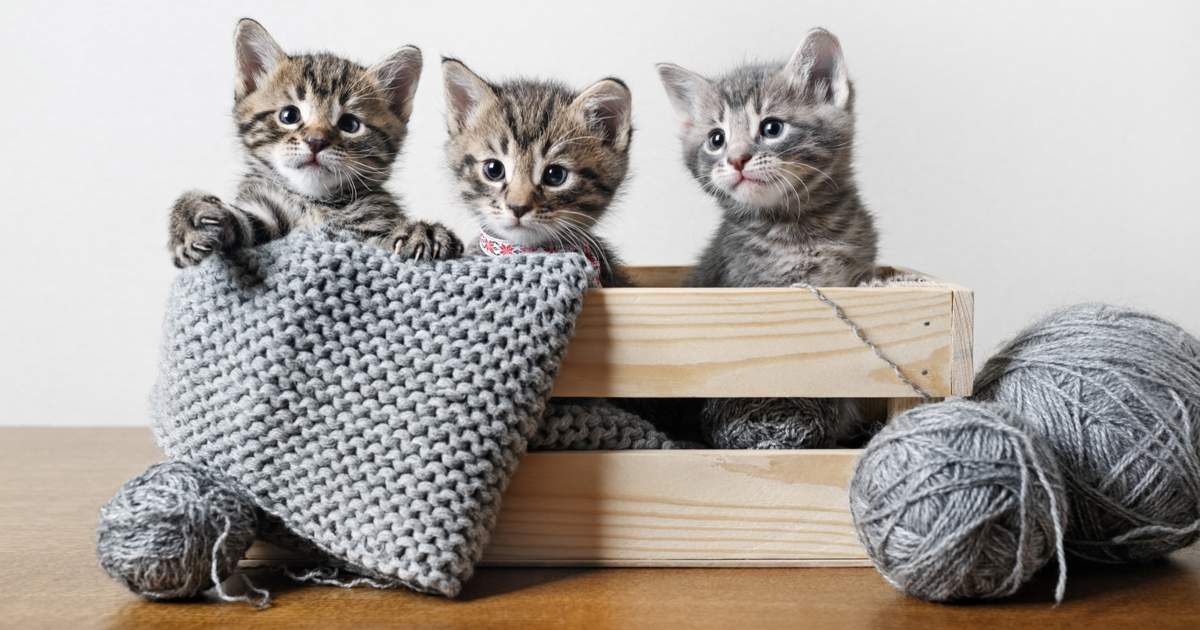 Cómo saber si un gato es macho o hembra: todo lo que debes saber y ...