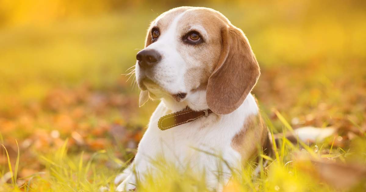 Perros con orejas largas: nombres y fotos