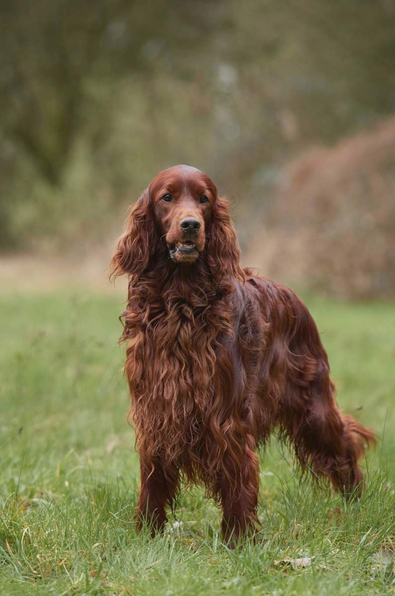 Perros con orejas largas: nombres y fotos