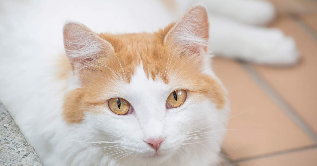 Gato van turco: curiosidades, características y cuidados