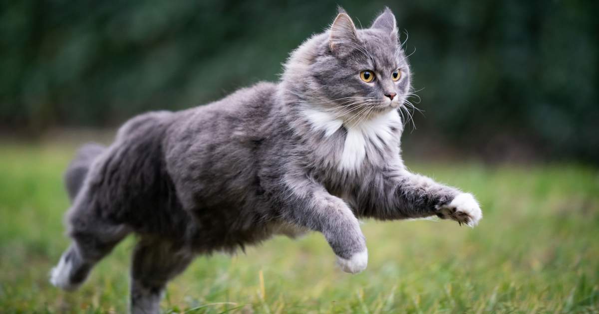 Todo sobre los FRAP, o por qué tu gato se pone a correr como un loco de ...