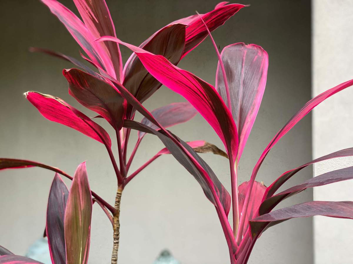 8 plantas moradas para dar un toque de color a la casa antes de que ...