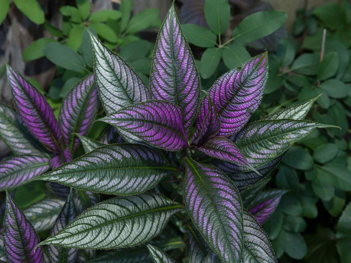 8 plantas moradas para dar un toque de color a la casa antes de que ...
