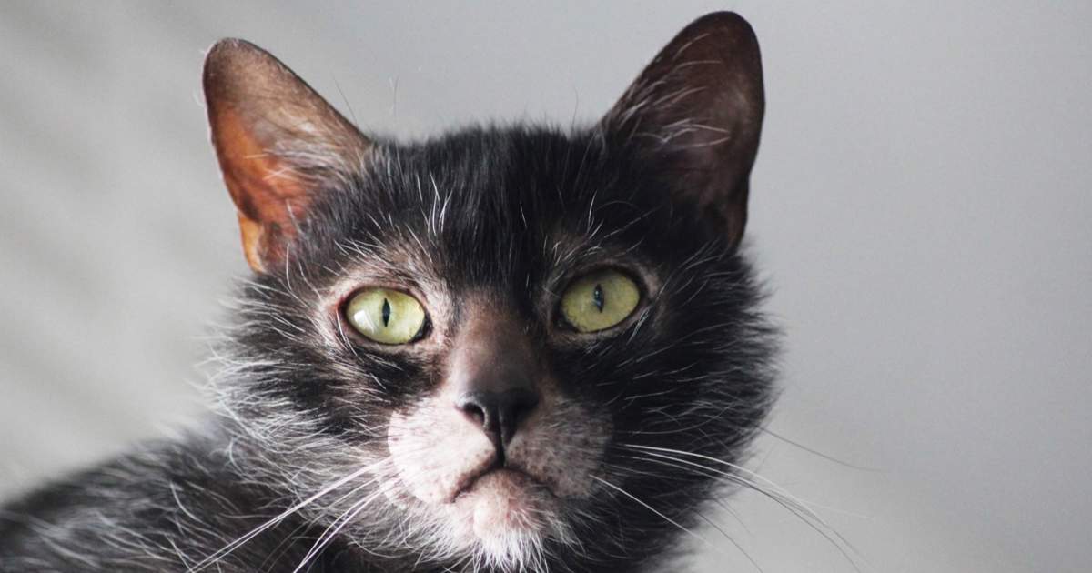 Lykoi o gato lobo: curiosidades, características y cuidados