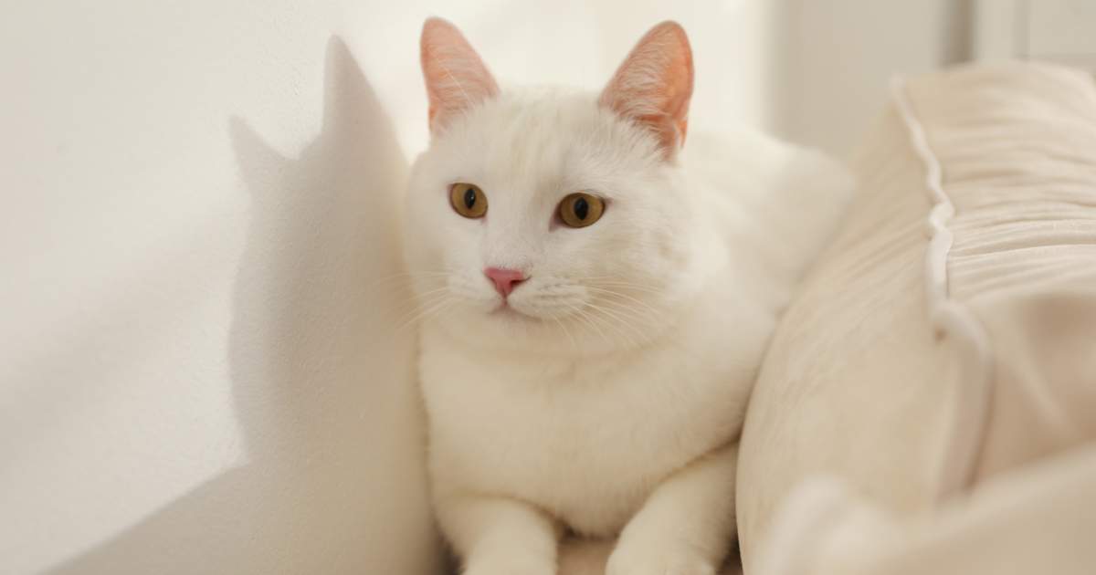 Khao manee: curiosidades, características y cuidados