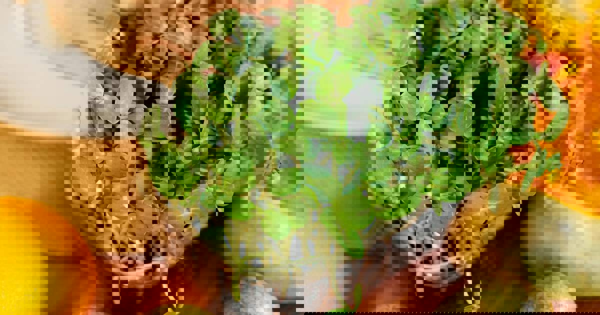 Berros: cuidados y todos los consejos para mantenerlo en buen estado