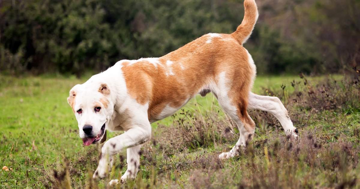 Alabai o pastor de Asia Central: una antigua raza de perros gigantes ...