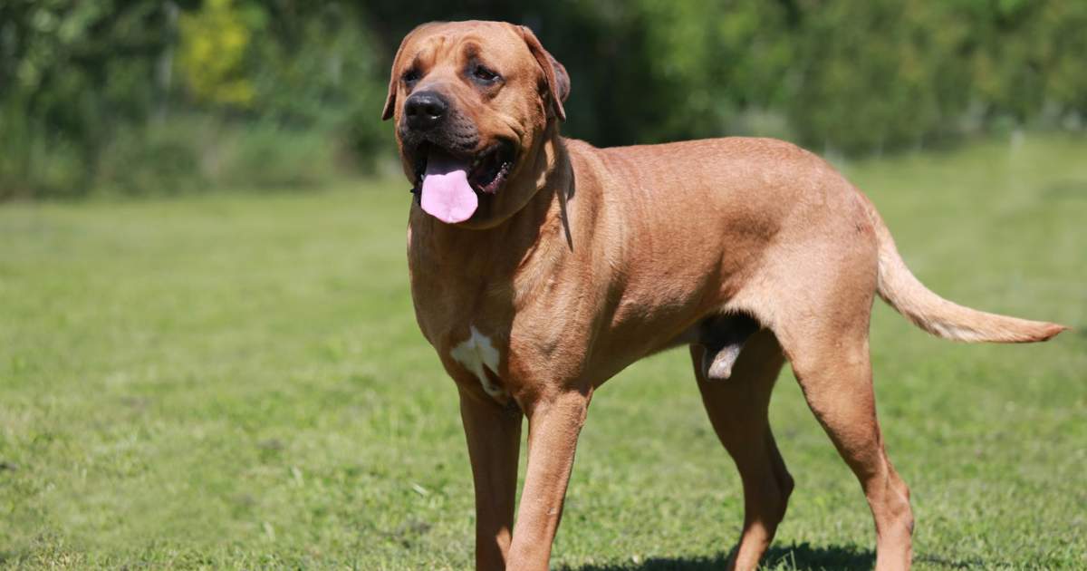 Tosa Inu: características, carácter y cuidados