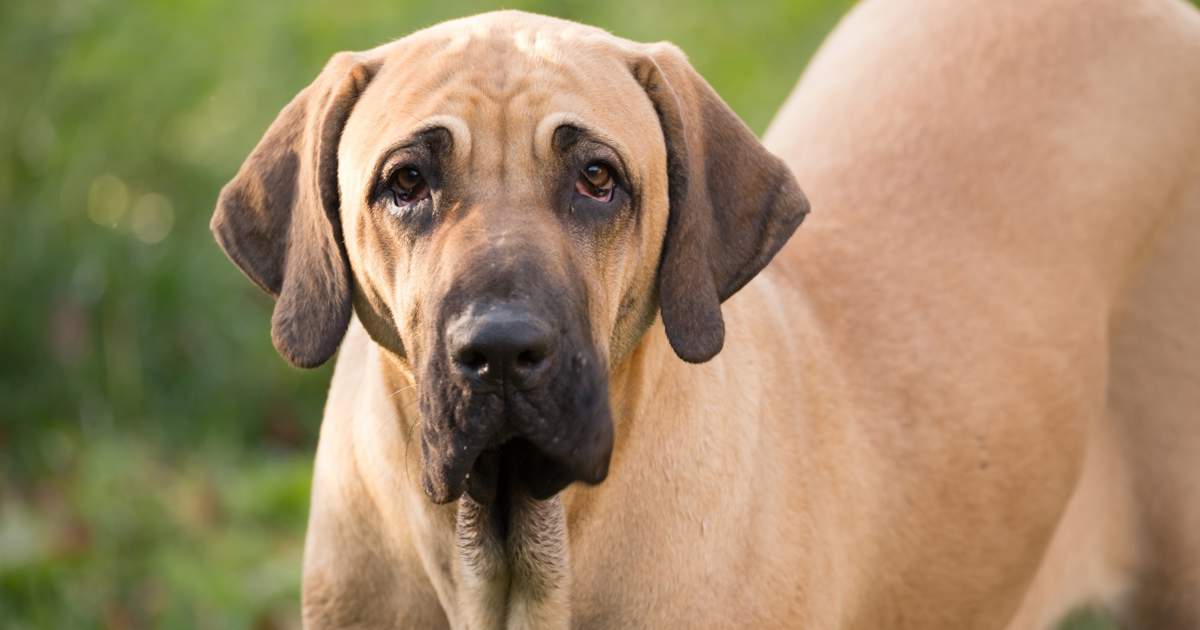 Fila brasileiro: la raza de perros más fieles del mundo