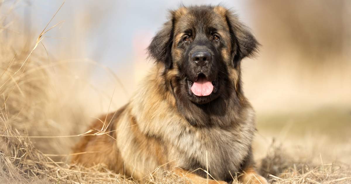 Leonberger: la raza de perros gigantes criada para acompañar a la ...