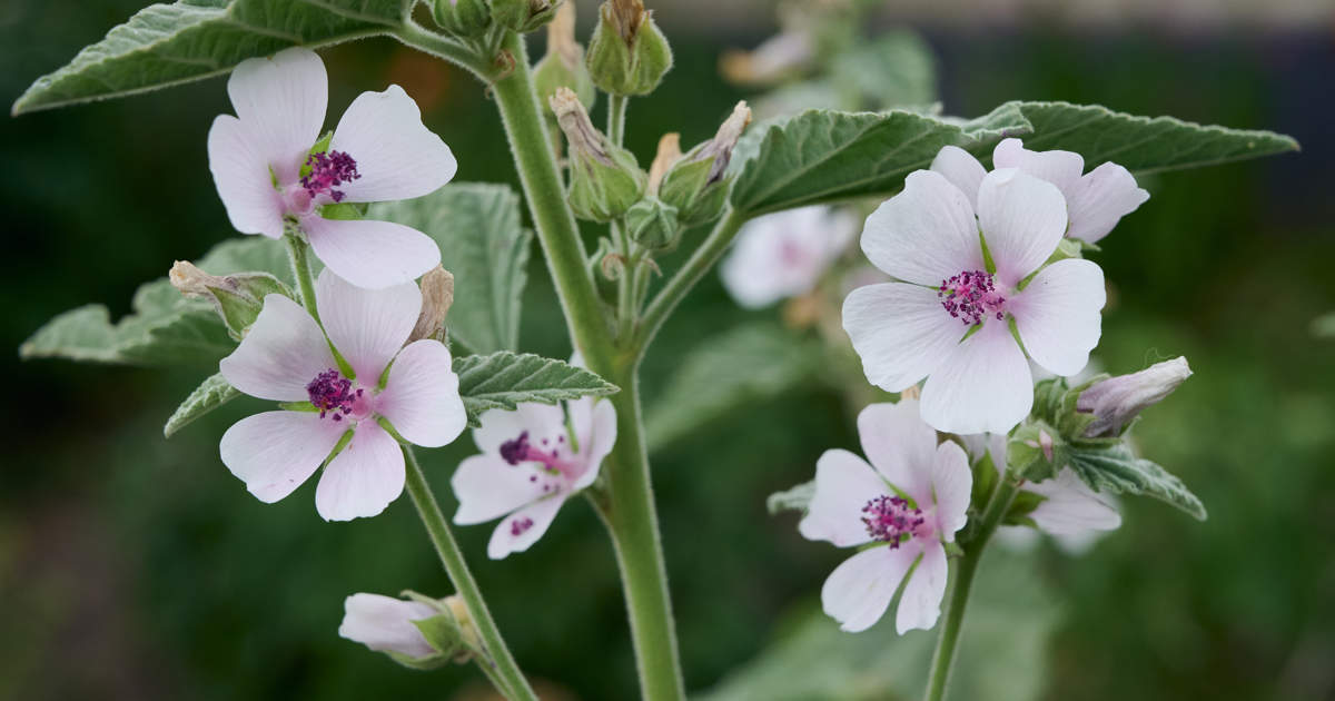 Descubre el Malvavisco, la planta de moda para tu terraza que podría ...