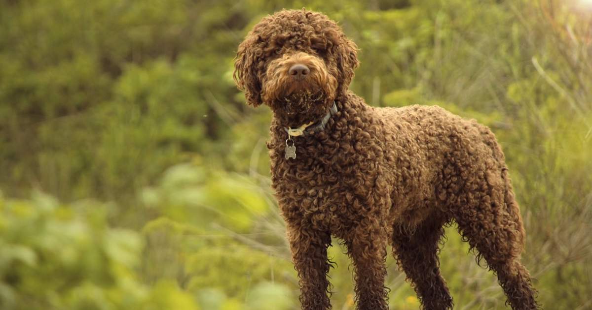 Lagotto romagnolo: el mejor perro trufero del mundo
