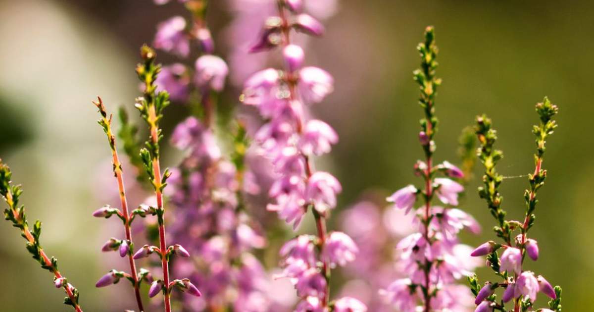 Brezo: el arbusto con flor resistente que llenará de color tu jardín