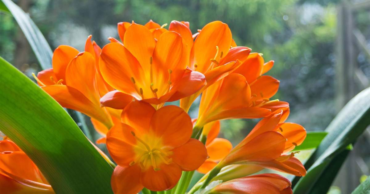 Clivia: cuidados y todos los consejos para mantenerla en buen estado