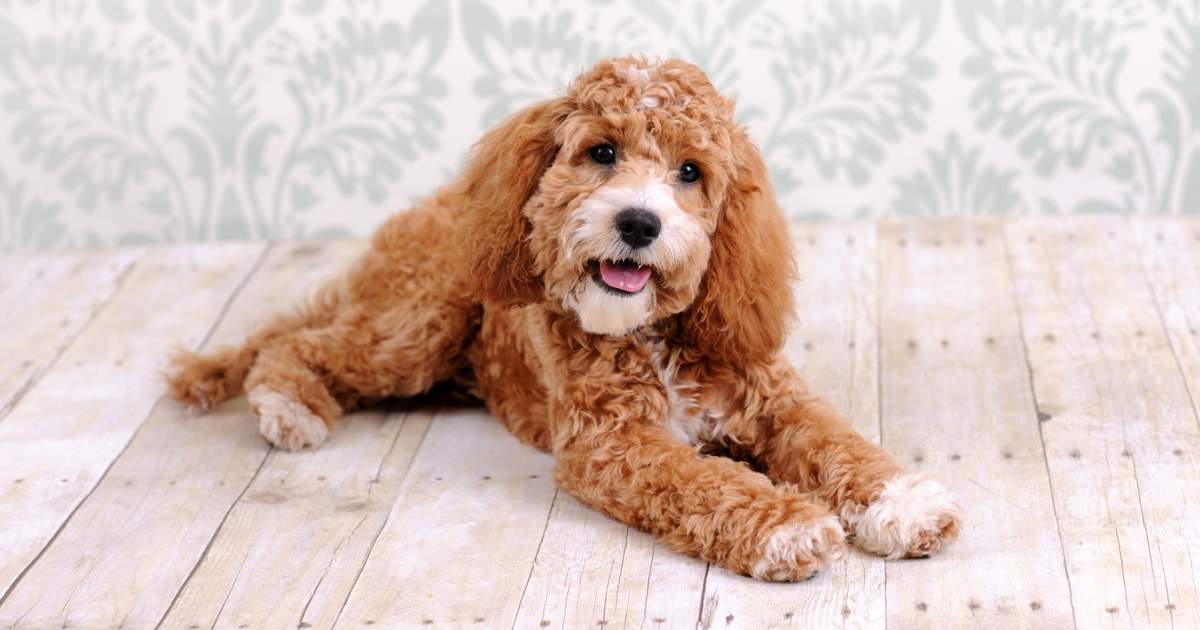 Cockapoo: características, carácter y cuidados