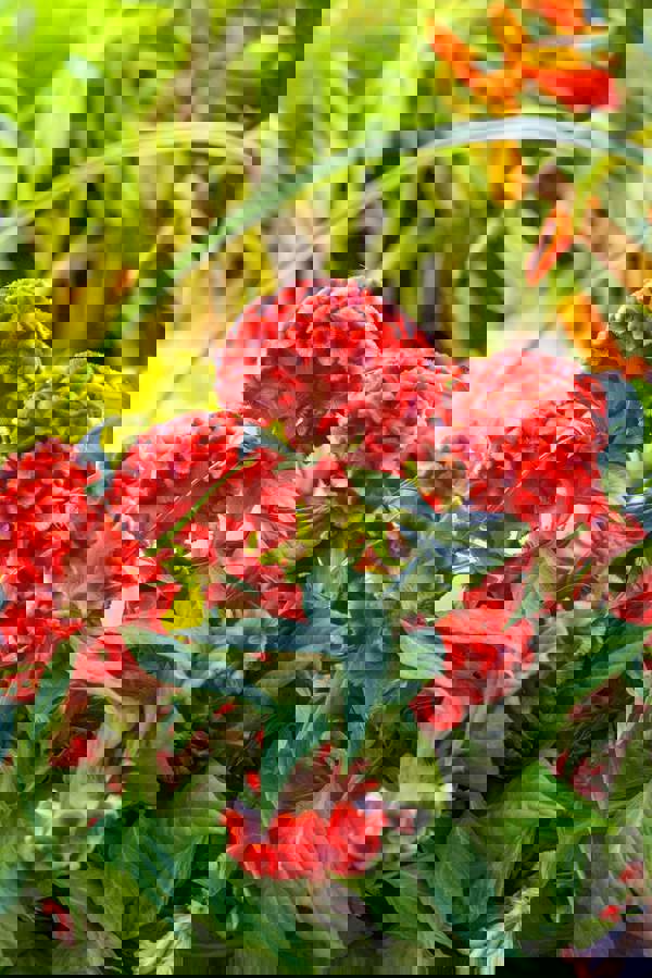 ¿sabes Por Qué Tus Plantas No Florecen 10 Trucos Fáciles Para Conseguir Que Exploten En Flores