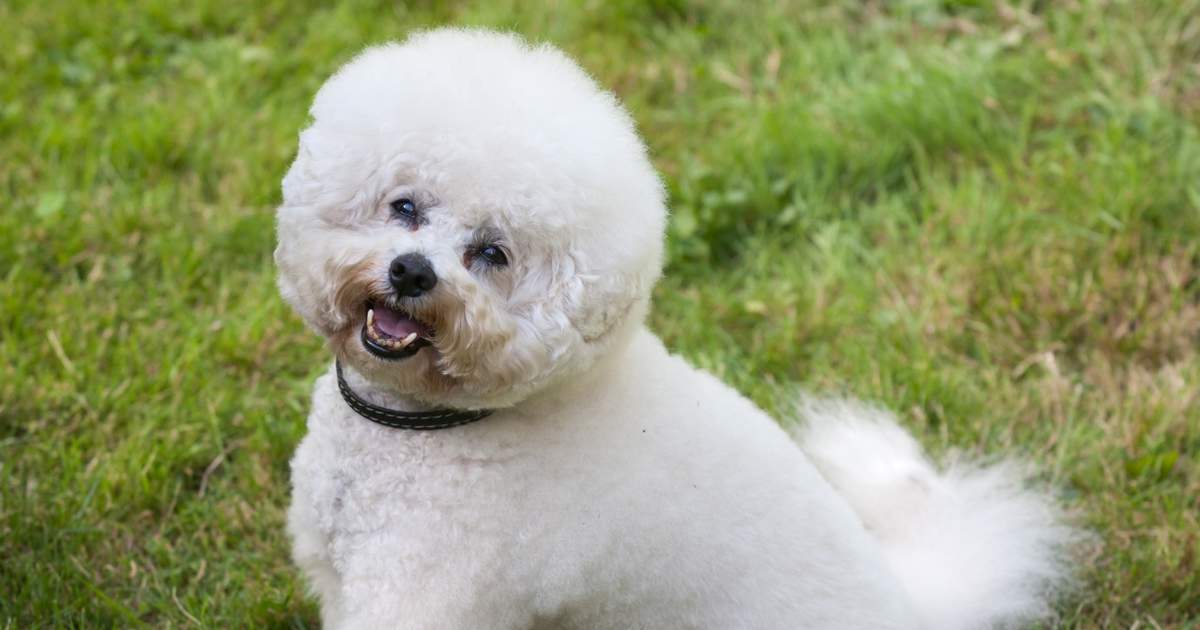 Bichón frisé: características, carácter y cuidados