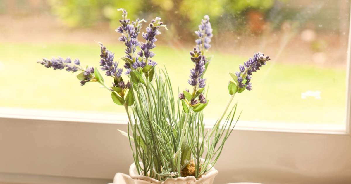 8 usos de la lavanda en casa que no conocías y que empezarás a utilizar ...