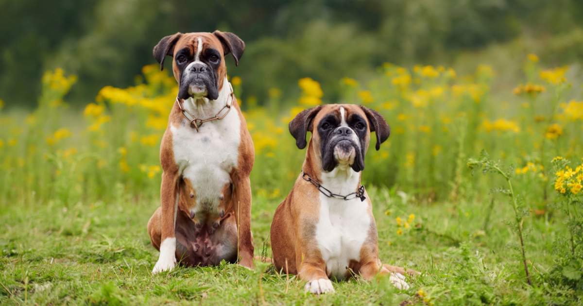 Bóxer: características, carácter y cuidados