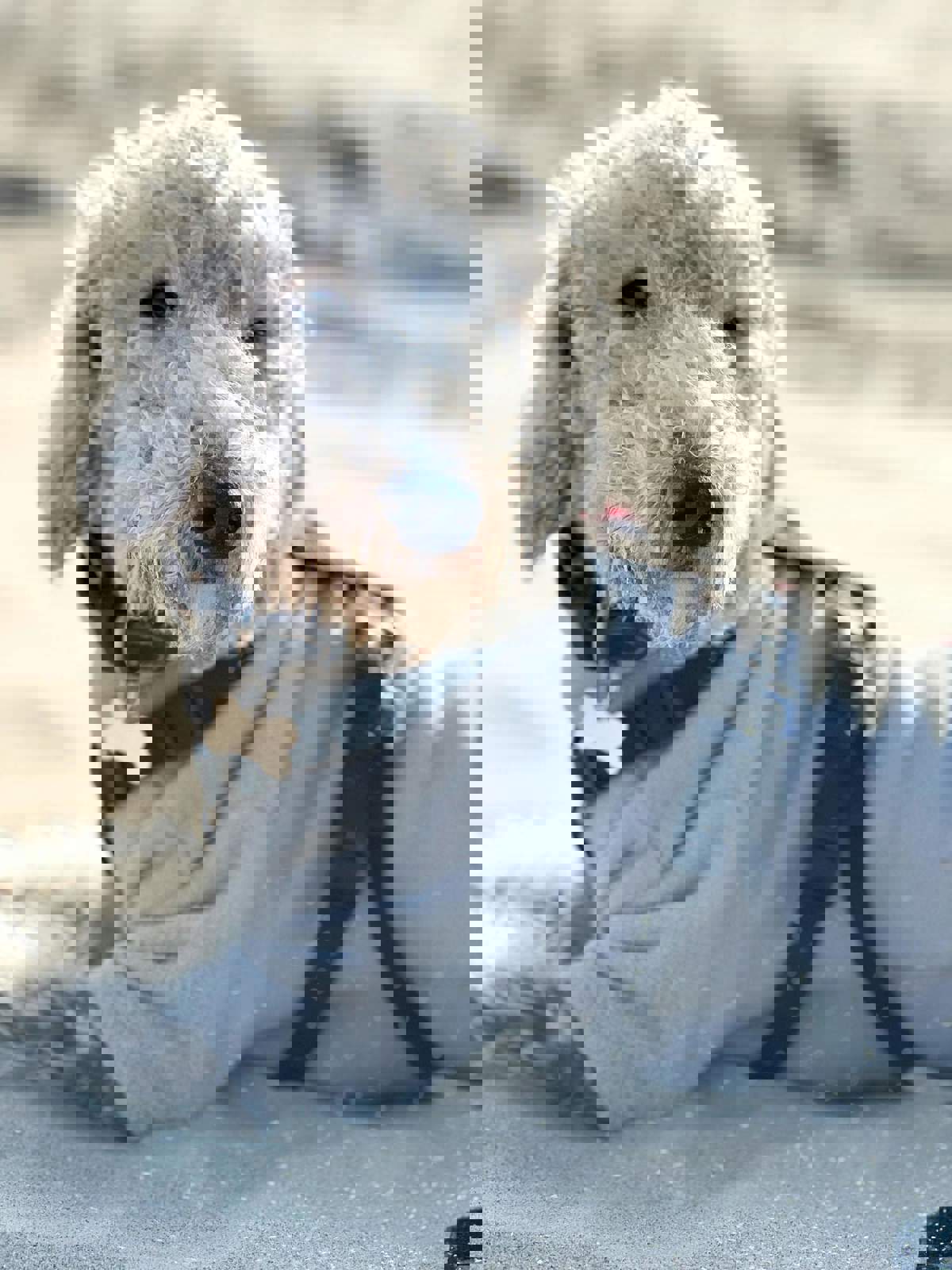 Perros blancos pequeños: 15 razas adorables para tener como mascota