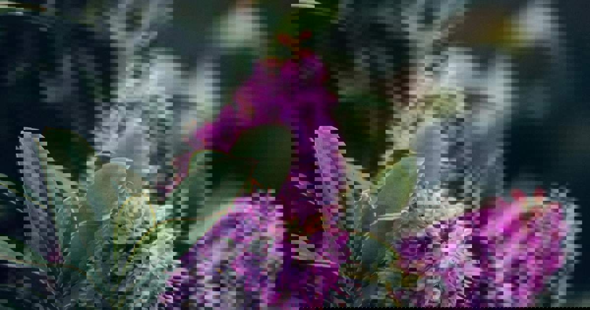 Planta verónica: cuidados y todos los consejos para mantenerla en buen ...