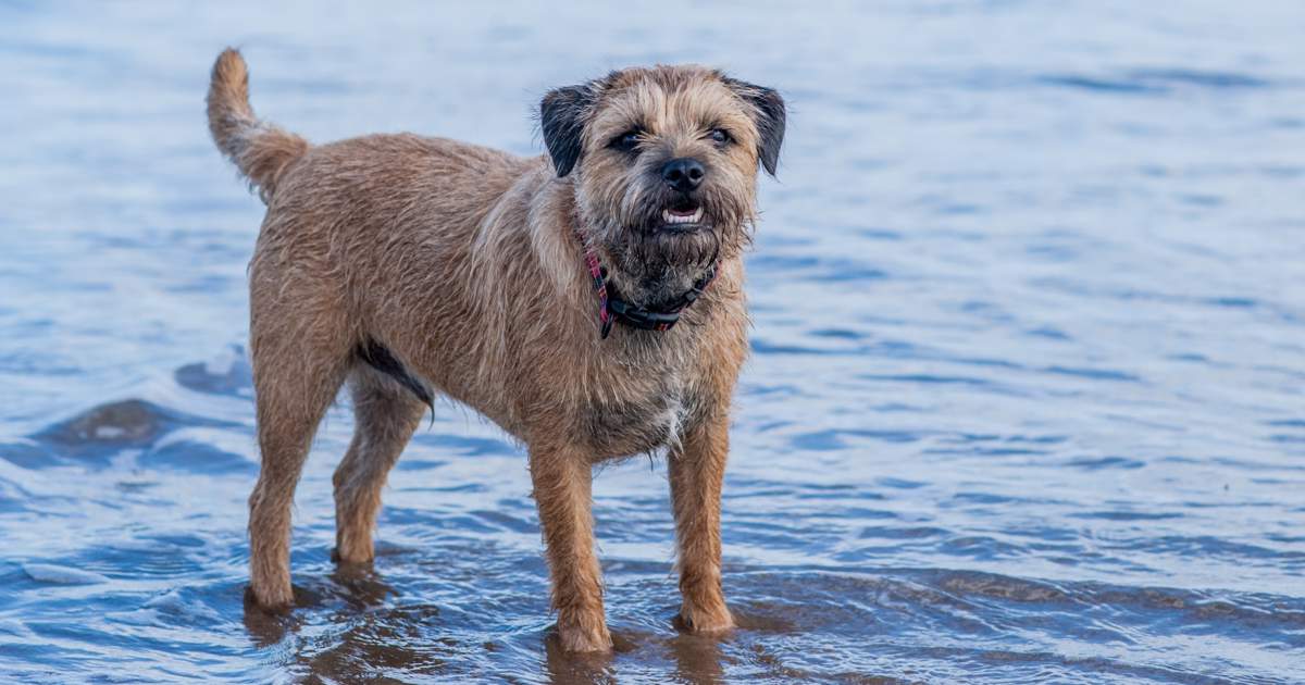 Border terrier: una raza de perros de aspecto rústico ideal para la ...