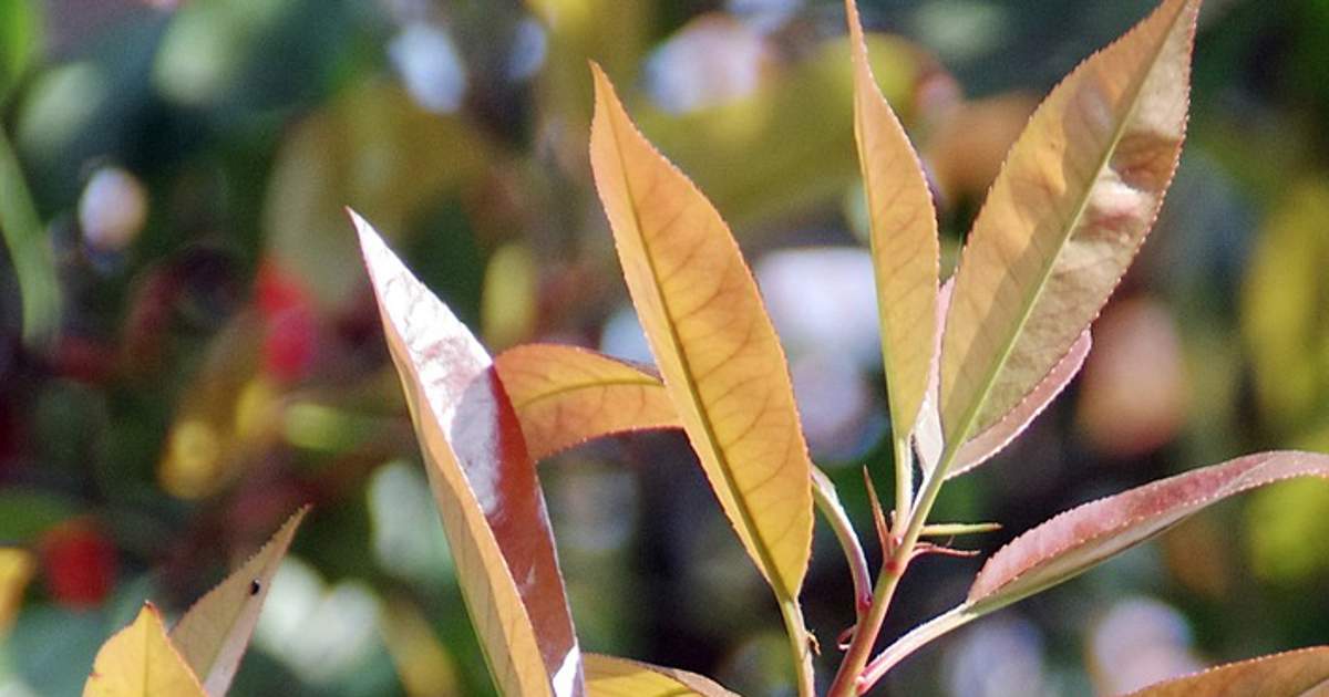 Fotinia: cuidados y todos los consejos para mantenerla en buen estado