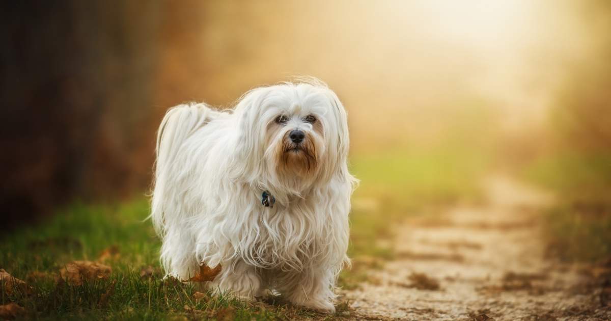 Bichón habanero, el ''perro arcoíris'' que conquista por su ...