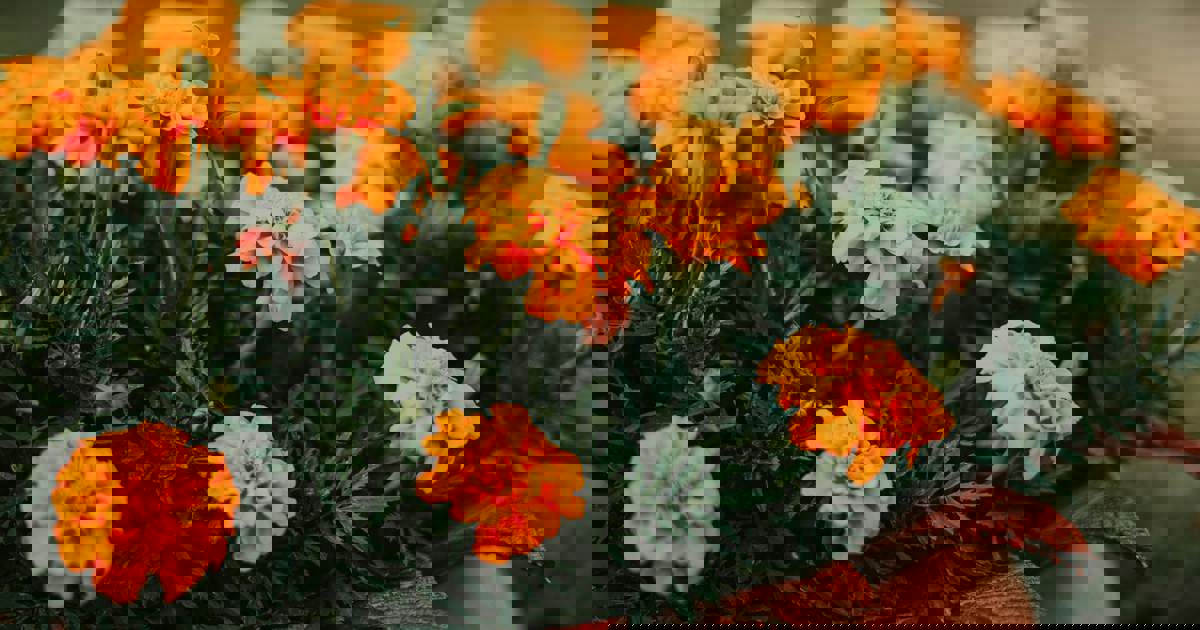 La planta con flor más resistente que ahuyenta a los mosquitos, moscas ...