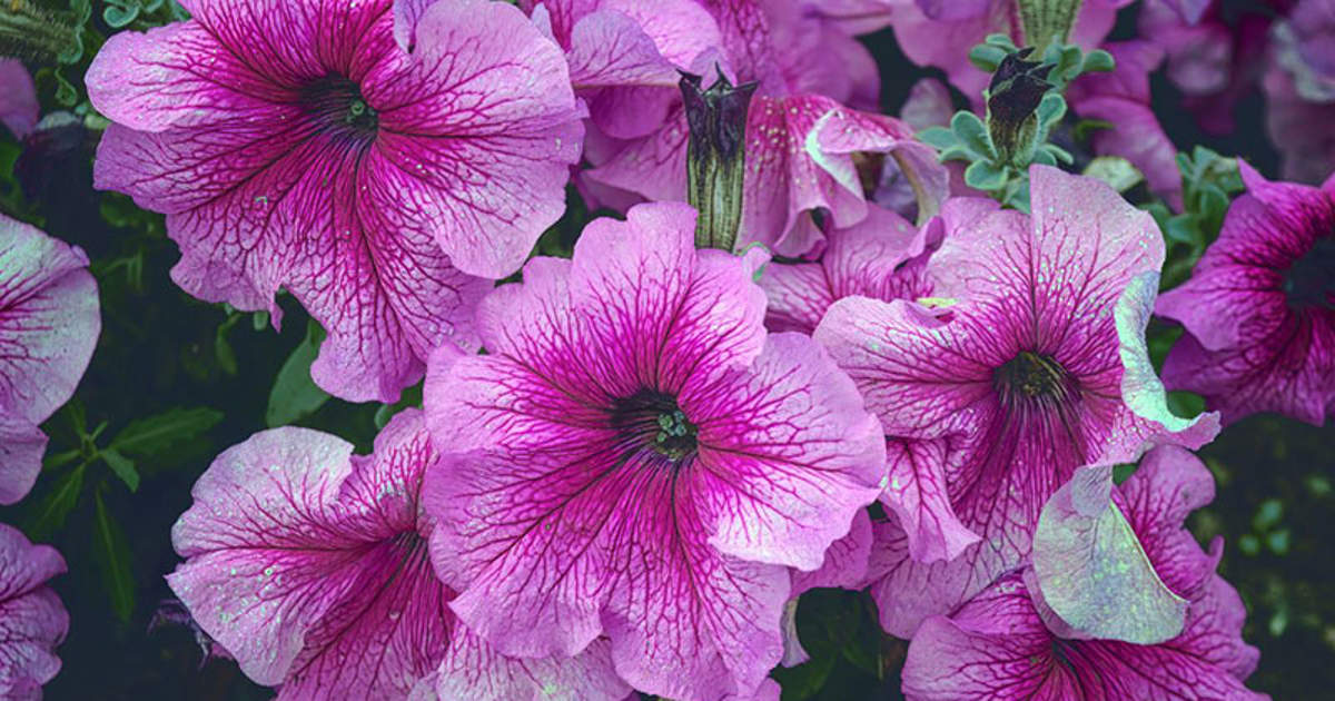 5 claves que funcionan para tener surfinias en flor durante mucho tiempo